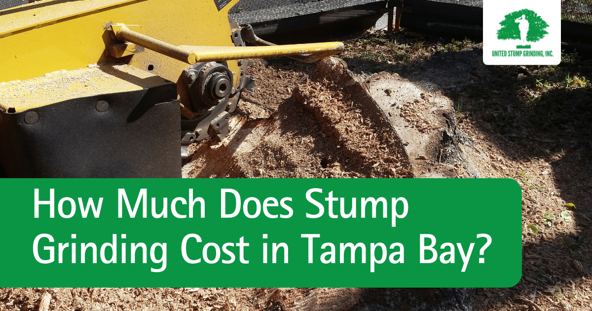Stump Grinding Cost in Tampa Bay: What to Expect in 2025