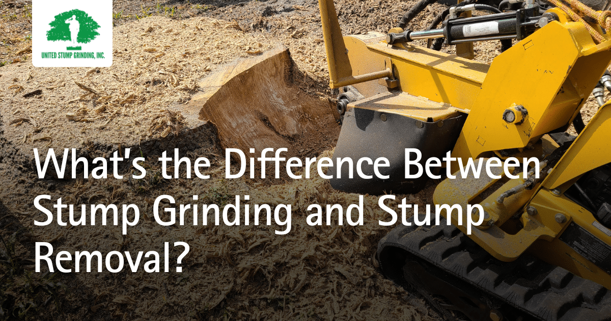 Stump Grinding vs. Stump Removal: What’s Best for Your Yard?