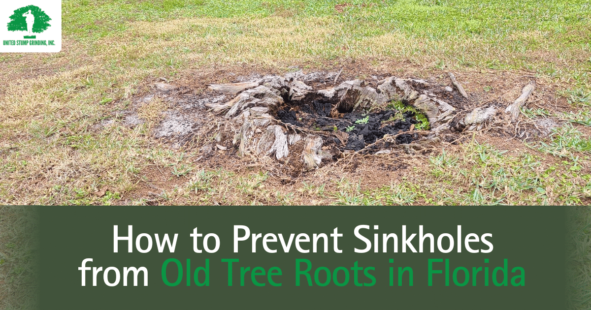 How to Prevent Sinkholes from Old Tree Roots in Florida
